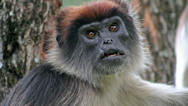 BBC - Earth - Chimpanzees over-hunt monkey prey almost to extinction