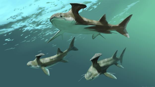 BBC - Earth - The epic history of sharks