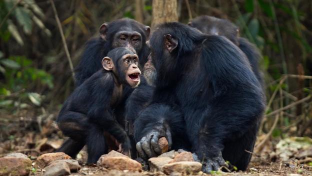 BBC - Earth - Down but not out, a beaten chimp utters a "waa bark"