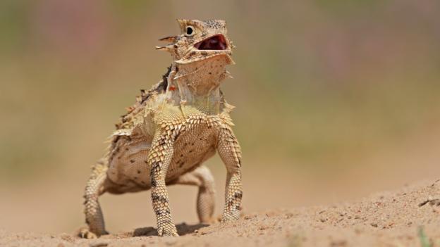 BBC - Earth - If it has to, a horned lizard can shoot blood from its eyes