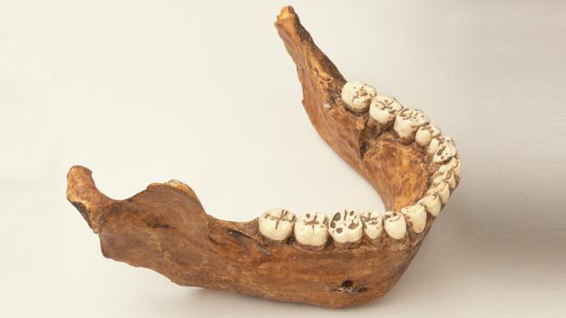 BBC - Earth - What Neanderthals' healthy teeth tell us about their minds