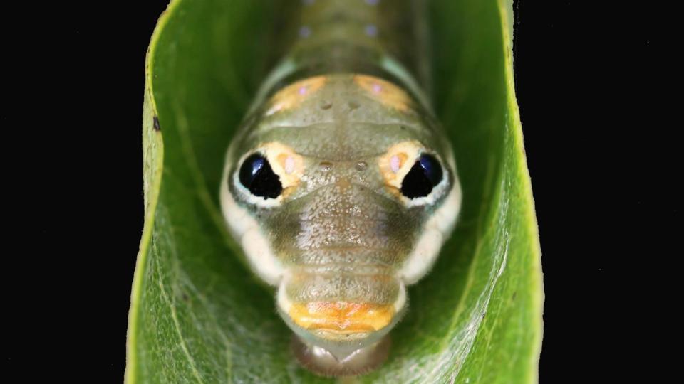 A fresh look at the science of eyespots reveals some modern surprises ...