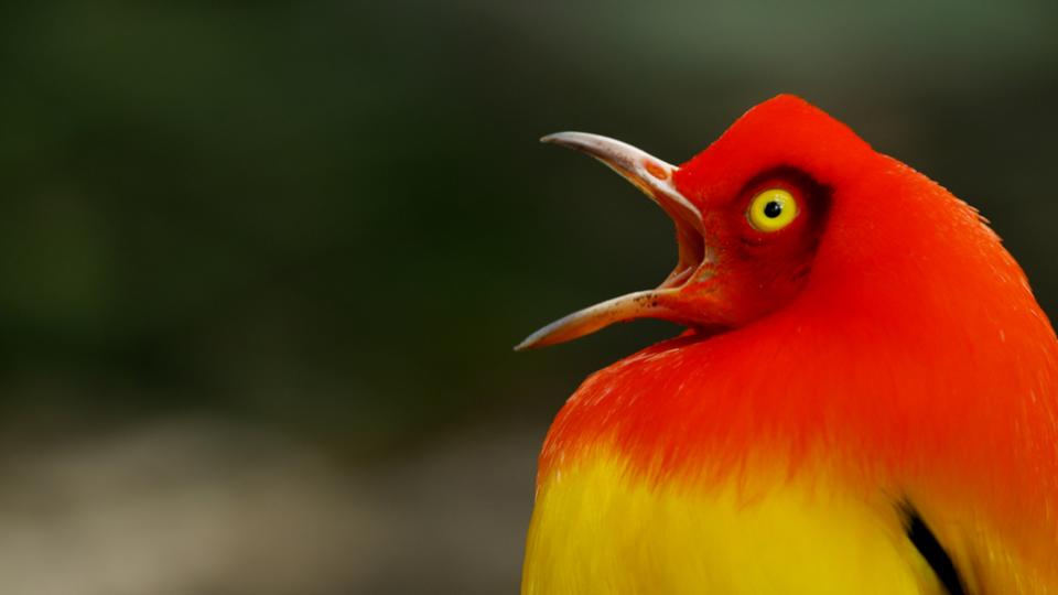 BBC - Earth - Sorry your request cannot be fulfilled at the moment