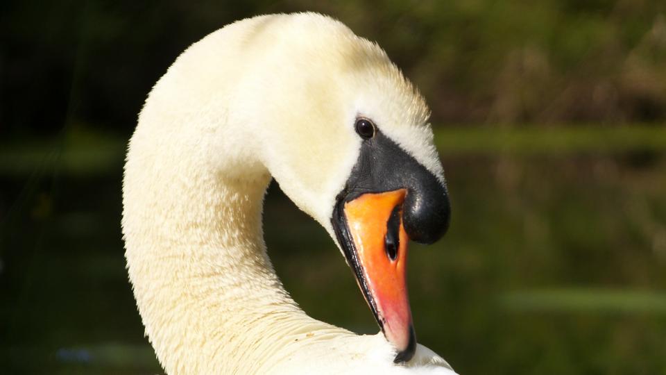 BBC - Earth - The truth about swans
