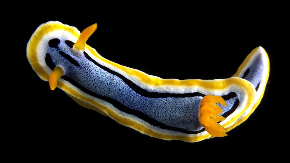 BBC - Earth - Mystery plague of toxic sea slugs