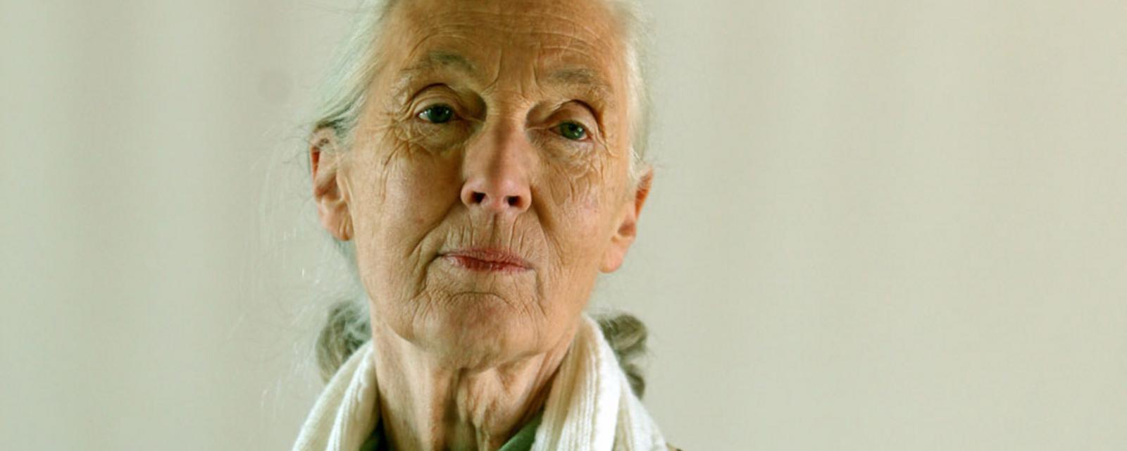 Jane Goodall: How she redefined mankind - BBC Future
