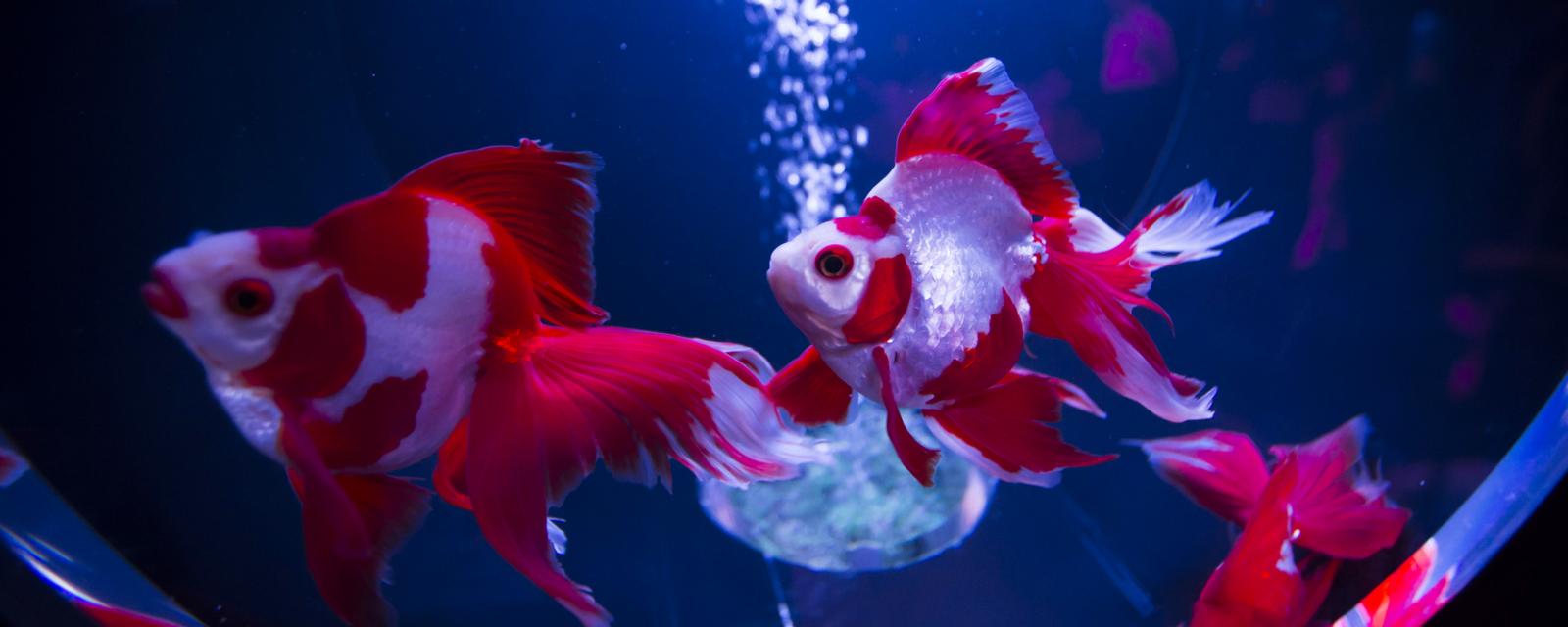 Old gold: An enduring love of a humble fish in Japanese art - BBC Future