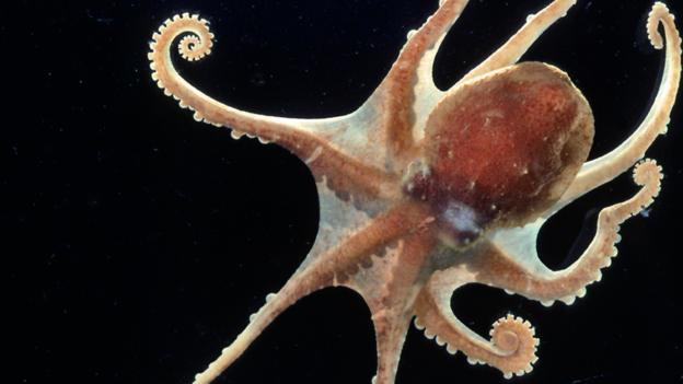 What the octopus can teach us about national security - BBC Future