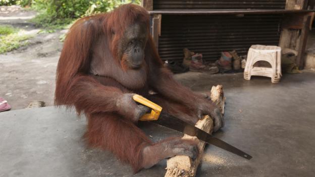 BBC - Earth - Orangutans enjoying DIY