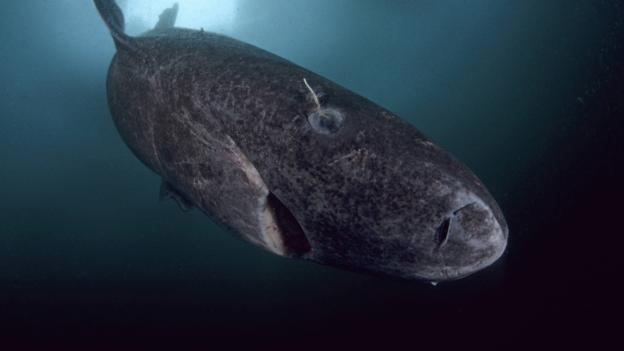 BBC - Earth - Mysterious giant sharks may be everywhere BBC - Earth - Mysterious giant sharks may be everywhere