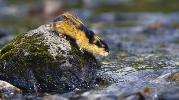 BBC - Earth - The truth about Norwegian lemmings