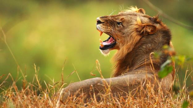 BBC - Earth - Wildlife