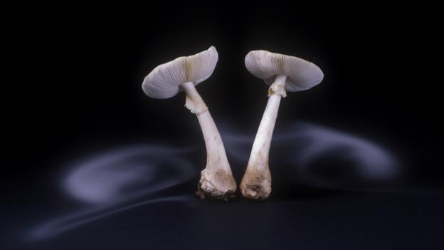 BBC - Earth - Six bizarre things about fungi