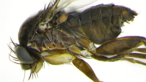 BBC - Earth - Alien flies buzzing American city of Los Angeles