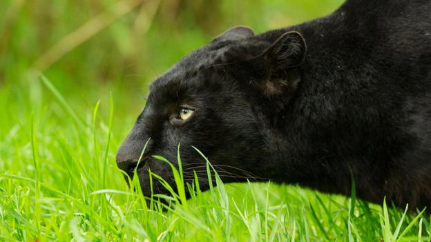 BBC - Earth - Camera hack reveals black leopards' hidden spots