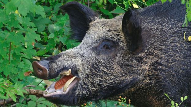 BBC - Earth - The boars that wash their own food