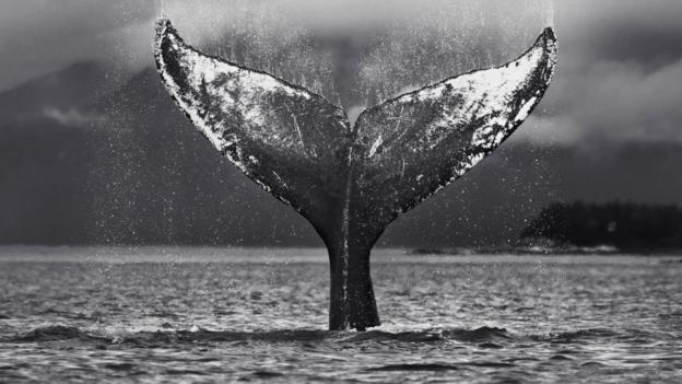 BBC - Earth - The world’s most famous whale?