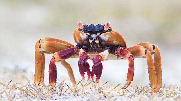 BBC - Earth - Saving Mauritius's rare species