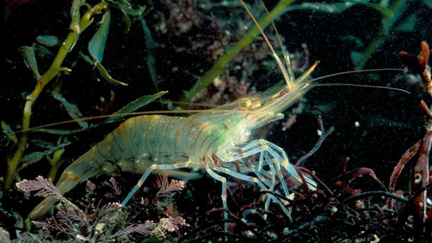 BBC - Earth - These prawns are so hungry, it makes them smarter