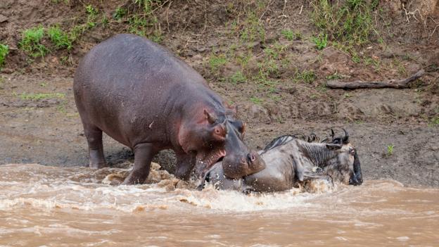 BBC - Earth - Why you should beware a laughing or yawning hippo BBC - Earth - Why you should beware a laughing or yawning hippo