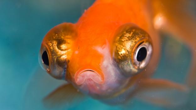 BBC - Earth - How do we know whether fish have feelings too?