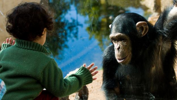 BBC - Earth - Do toddlers learn like chimps?