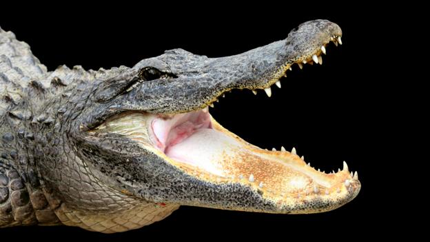 BBC - Earth - Watch a huge male alligator 'sing' to attract a mate