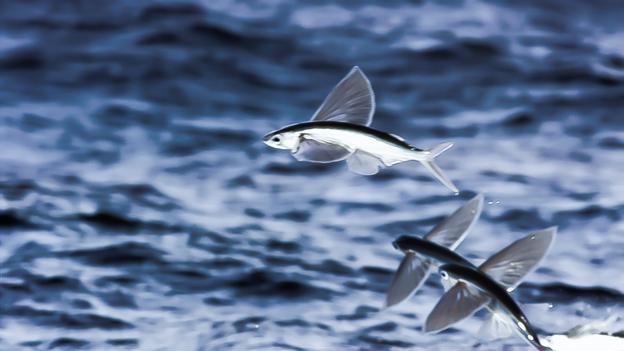 BBC - Earth - Flying fish escapes predators