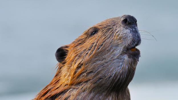 BBC - Earth - Extinct giant beavers made stone corkscrews instead of dams