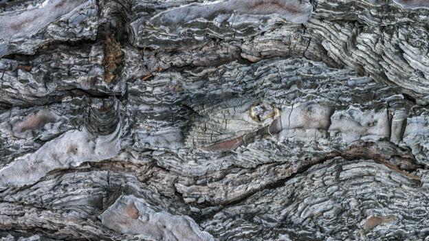 BBC - Earth - How quickly can you spot these camouflaged animals?