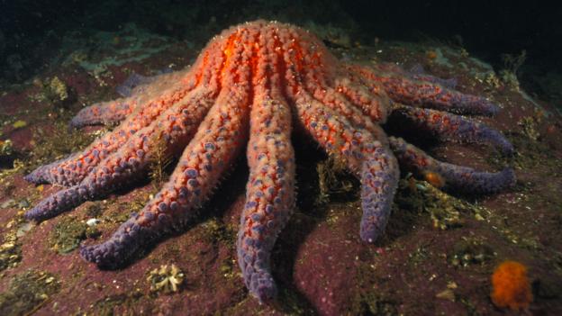 BBC - Earth - A one-metre-wide starfish