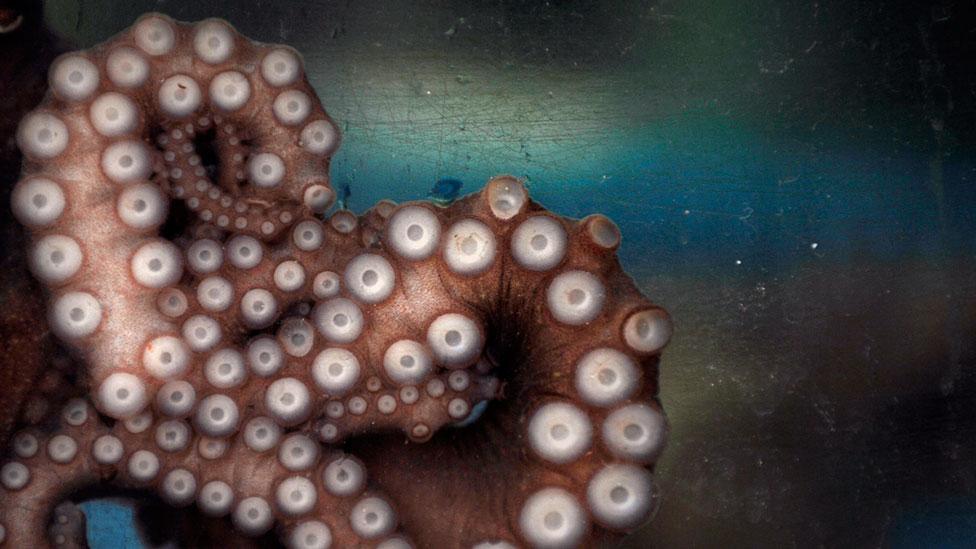 The alien brains living on Earth - BBC Future