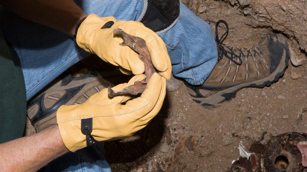 Britain’s real-life bone collectors - BBC Future