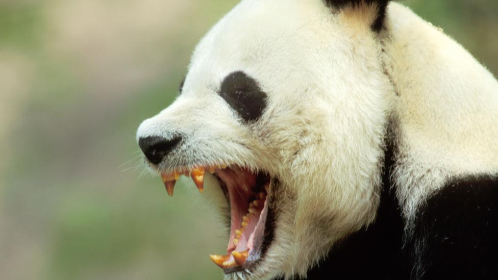 Will dentists help you to grow new teeth? - BBC Future