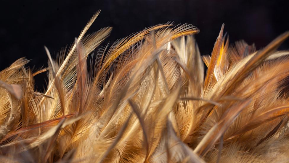 How chicken feathers could warm our homes - BBC Future