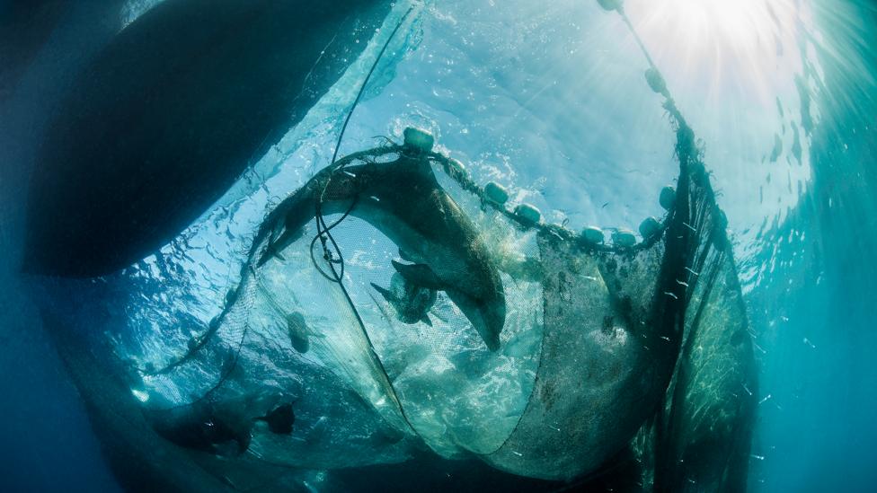 The crime scene investigators solving dolphin deaths - BBC Future